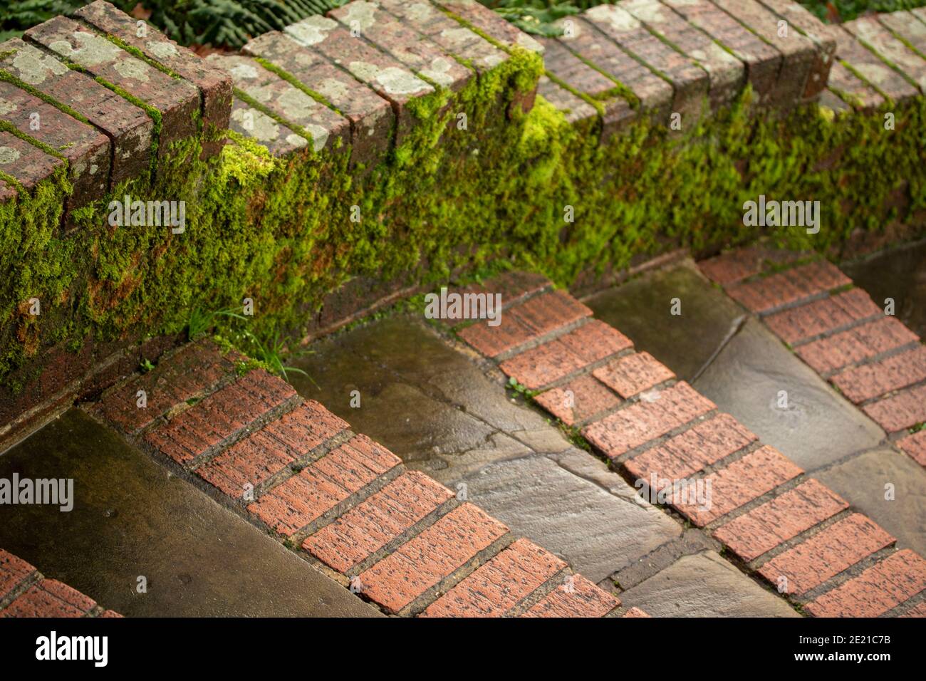Brick steps after rain with moss beginning to populate the vertical ...