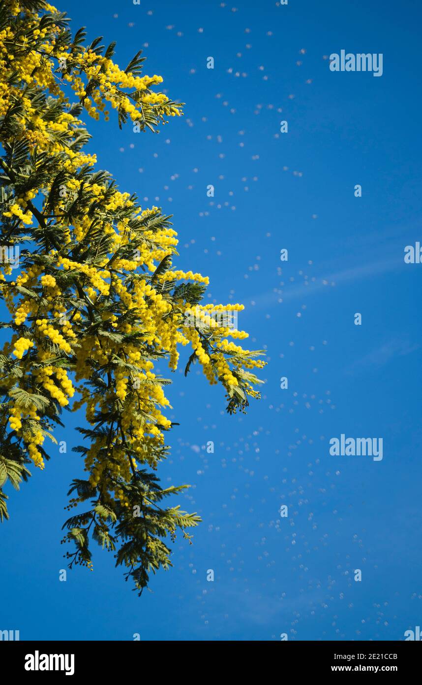 Mimosa plant hi-res stock photography and images - Alamy