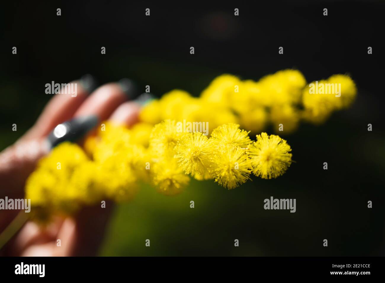 Mimosa plant hi-res stock photography and images - Alamy