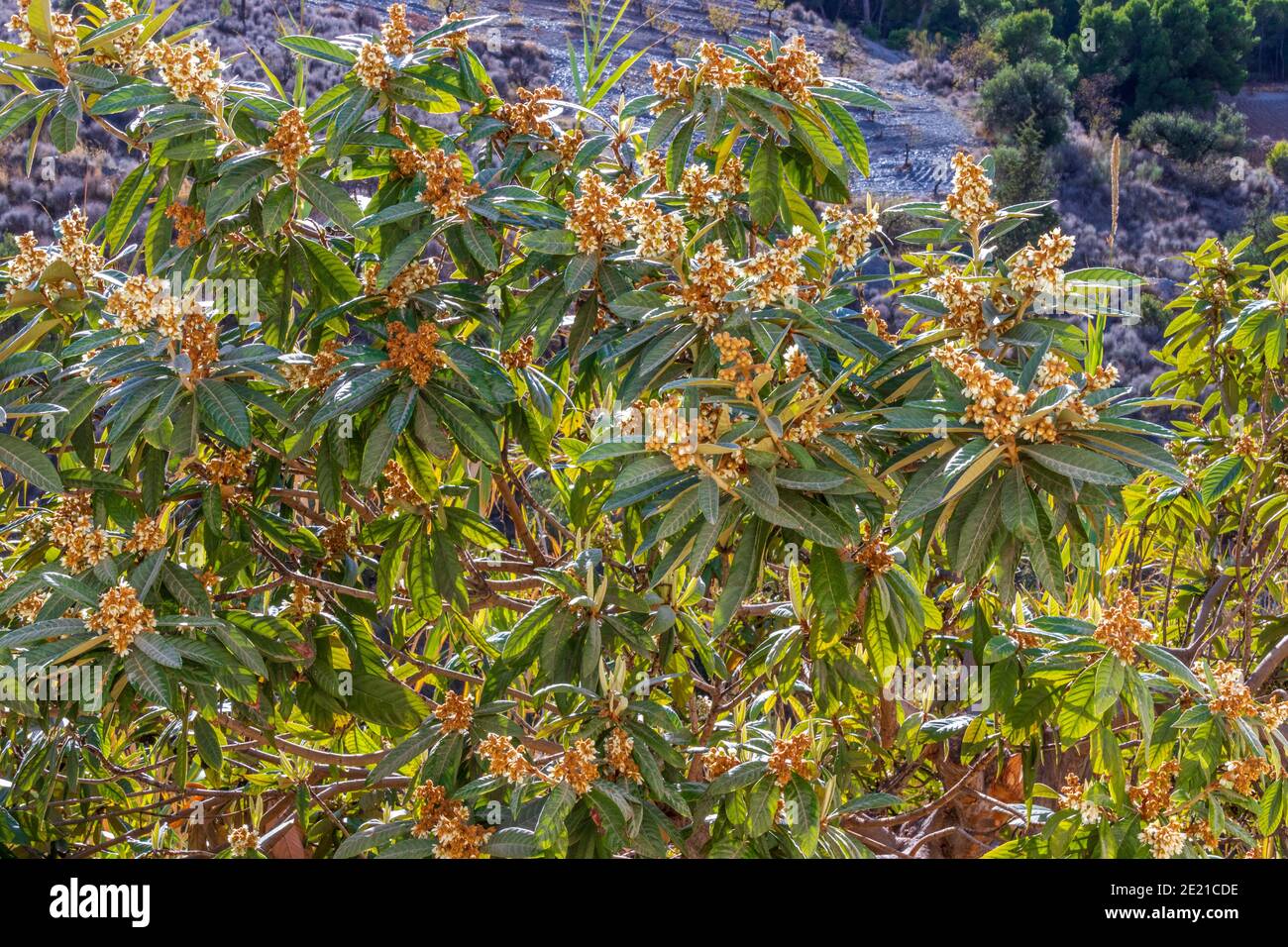 Eriobotrya japonica, Loquat Tree in Blossom Stock Photo - Alamy