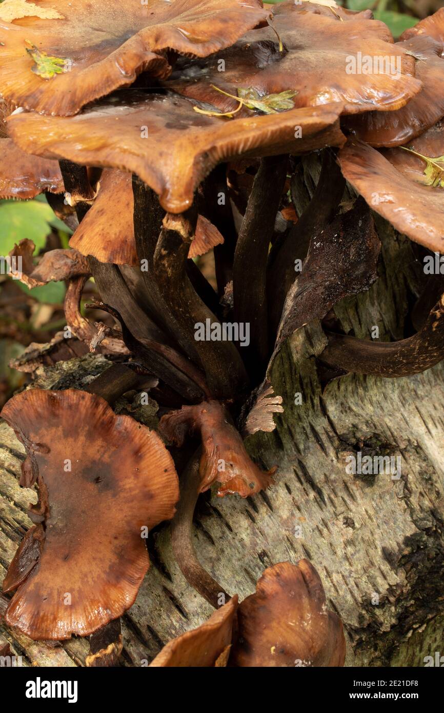 Intimate landscape of fungi exploding out of a rotting tree stump ...