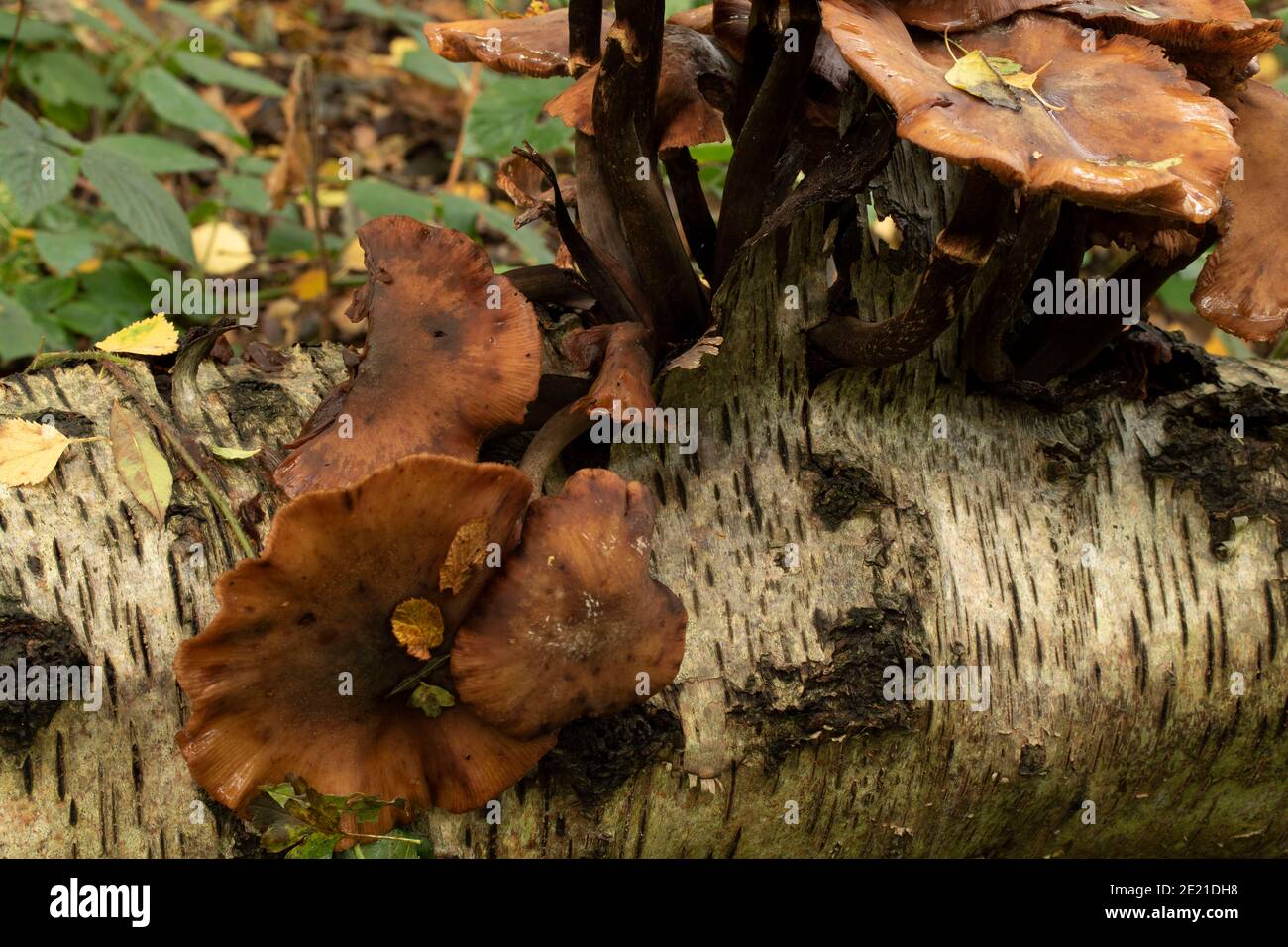 Intimate landscape of fungi exploding out of a rotting tree stump ...