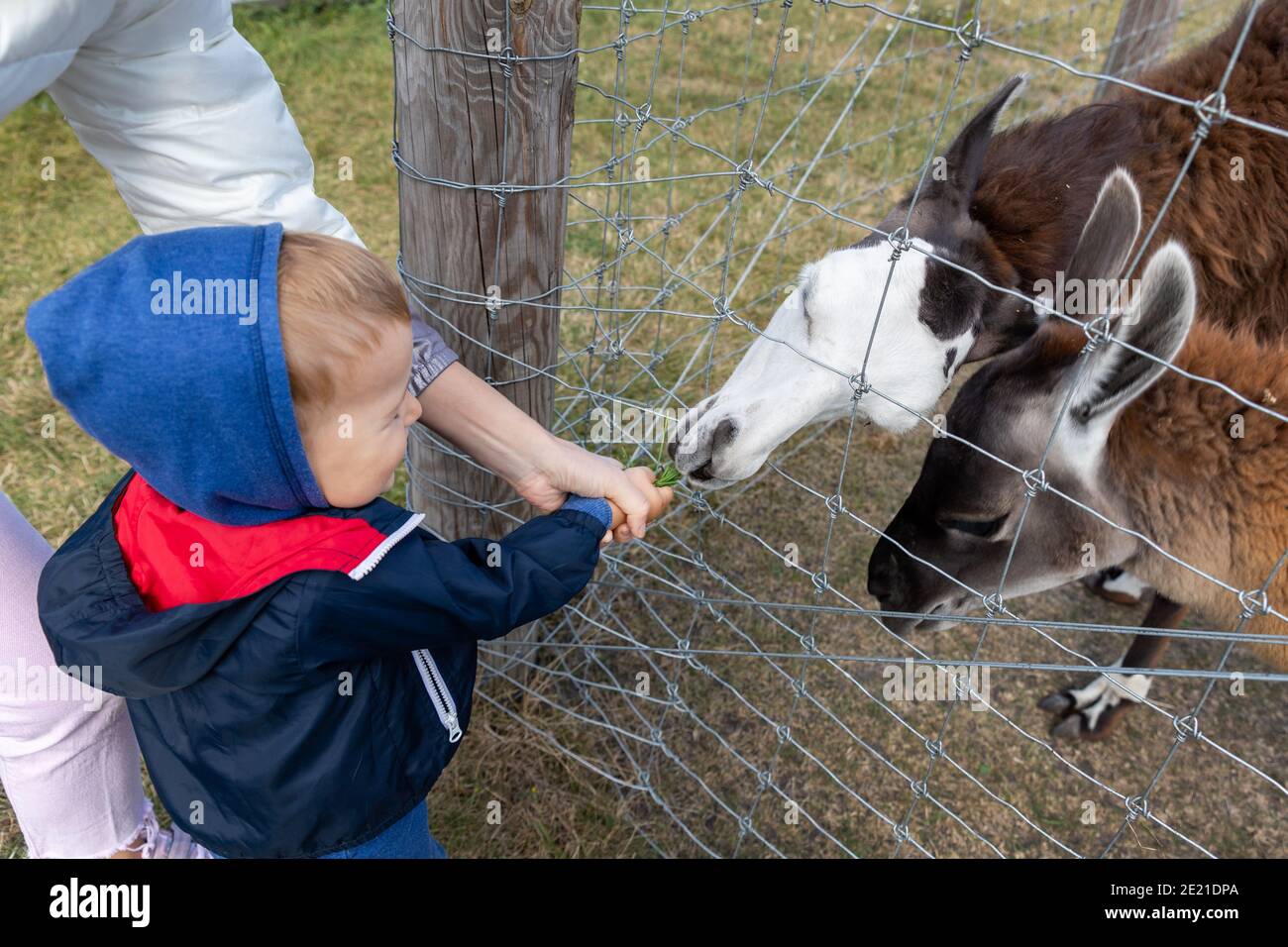 Lama family in zoo hi-res stock photography and images - Alamy