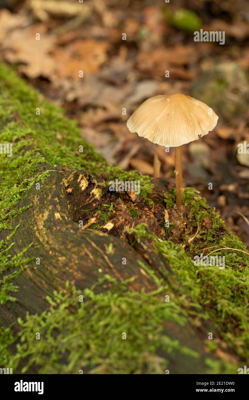 Single sporophyte hi-res stock photography and images - Alamy