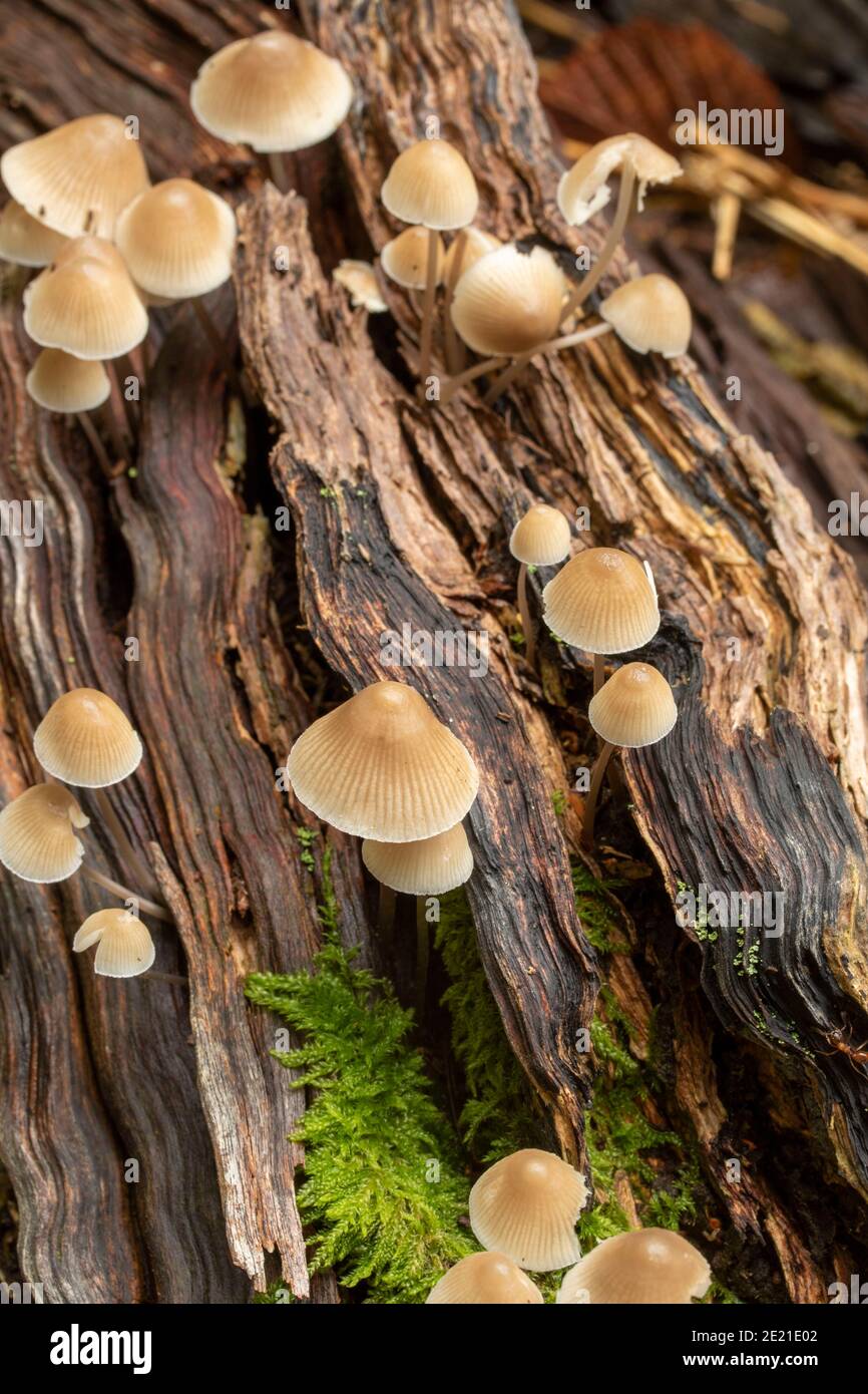 Single sporophyte hi-res stock photography and images - Alamy