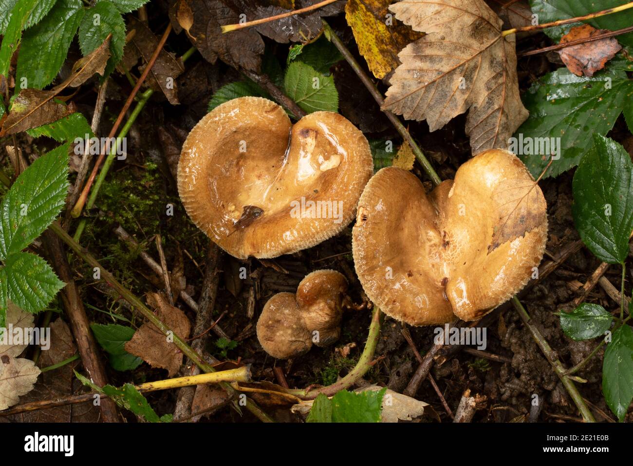 Elliptical spores hi-res stock photography and images - Alamy
