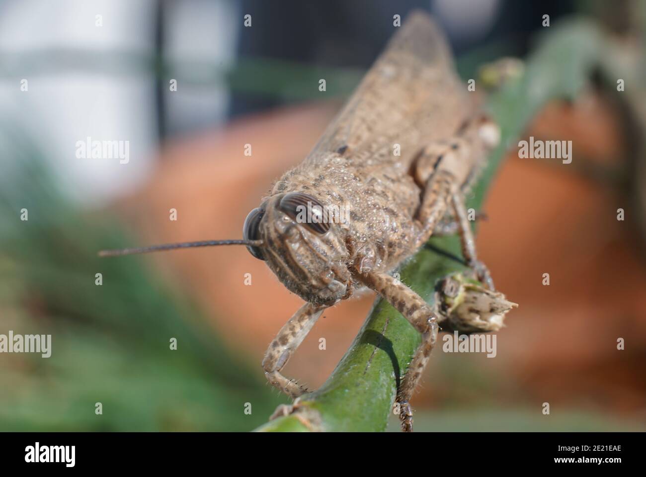 Meadow Grasshopper or Chorthippus parallelus with front view Stock ...