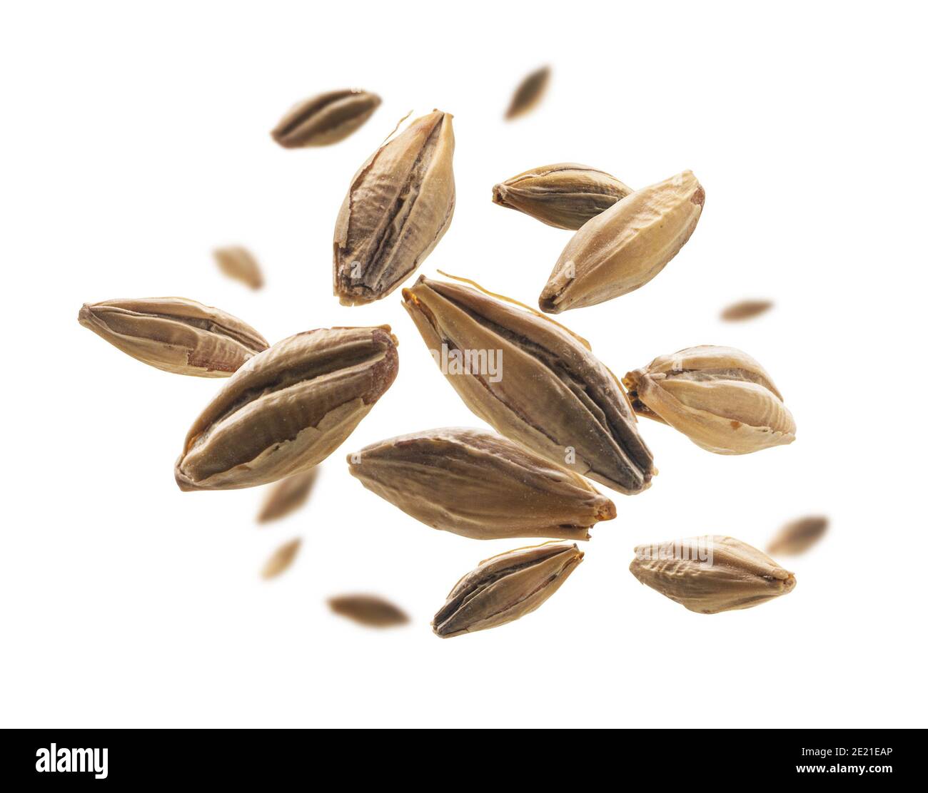 Malt grains hi-res stock photography and images - Alamy