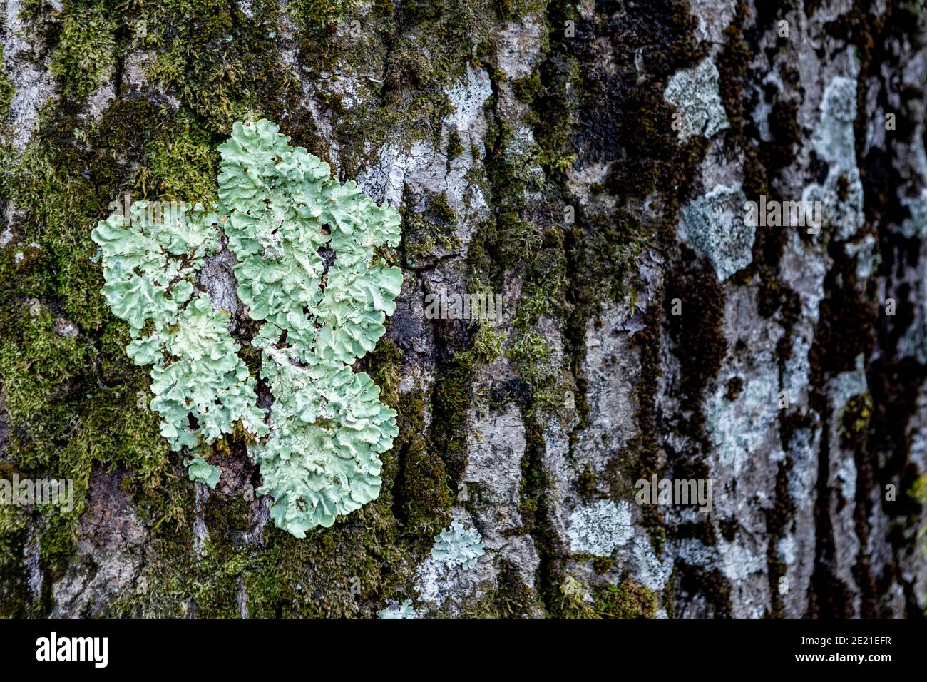 Beautiful moss texture to use as wallpaper Stock Photo - Alamy