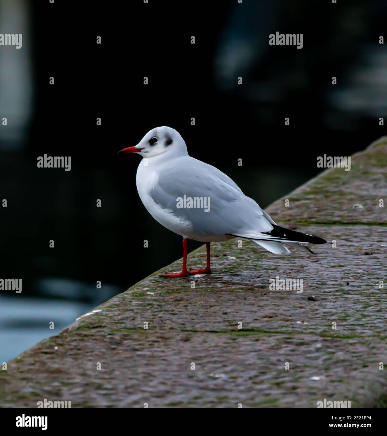 Young seagull resting on a dock by the waters edge Stock Photo - Alamy