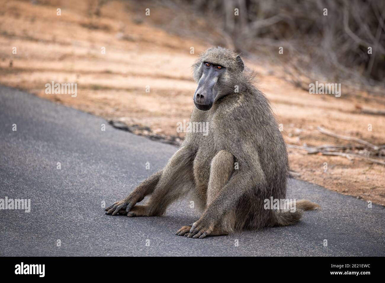 Adult male chacma or cape baboon, Papio ursinus, sits on the side of a ...