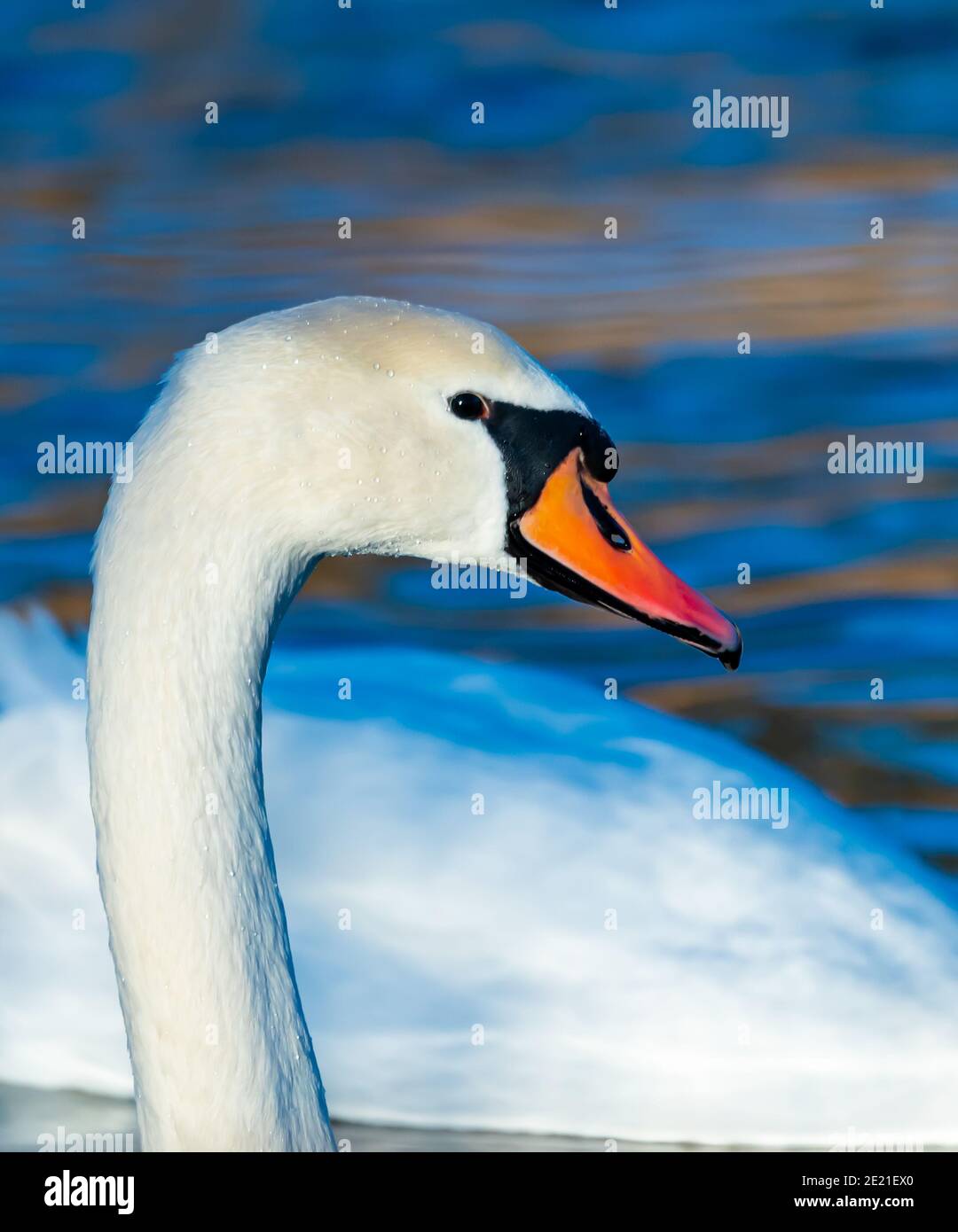 Close up images of swan hi-res stock photography and images - Alamy