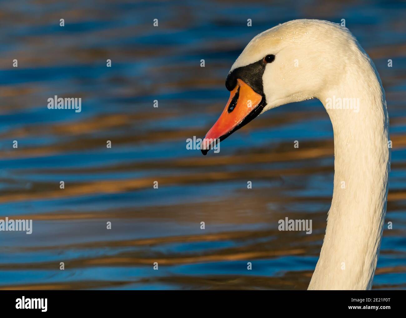Close up images of swan hi-res stock photography and images - Alamy