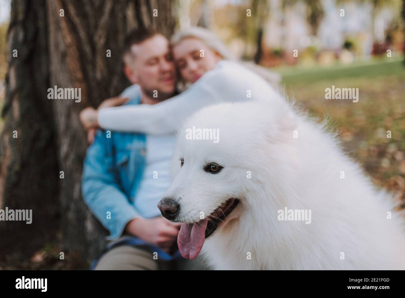 Samoyed dog sitting in the park with his owners on the background ...