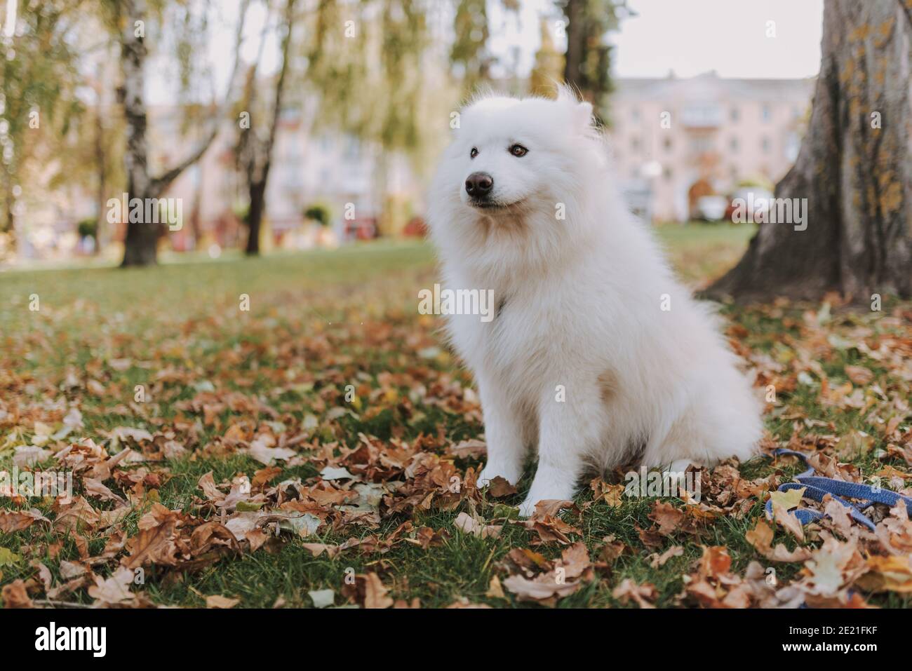 Stuining hi-res stock photography and images - Alamy