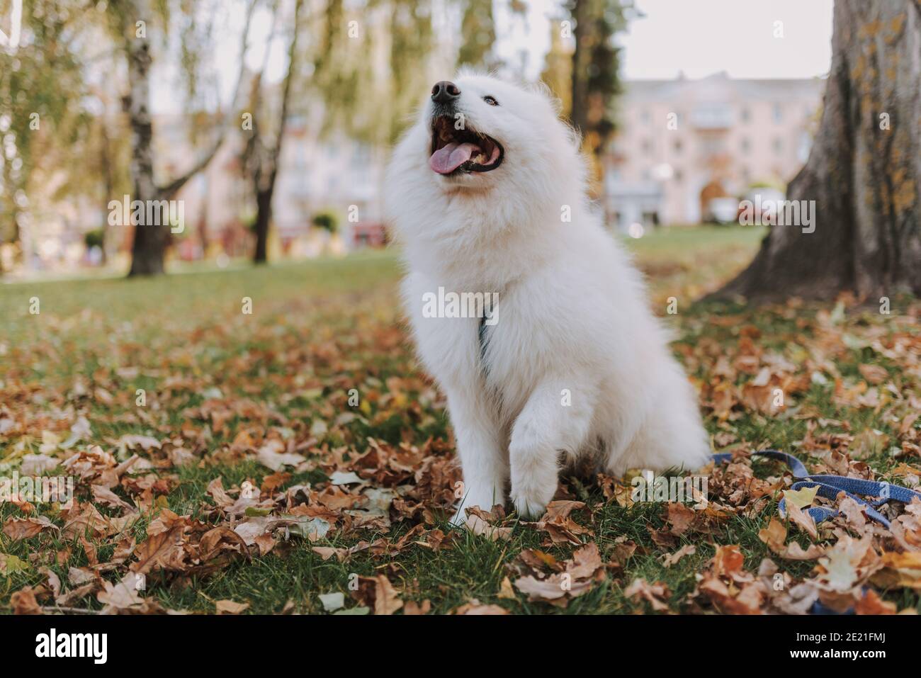 Fluffy samoyed hi-res stock photography and images - Alamy