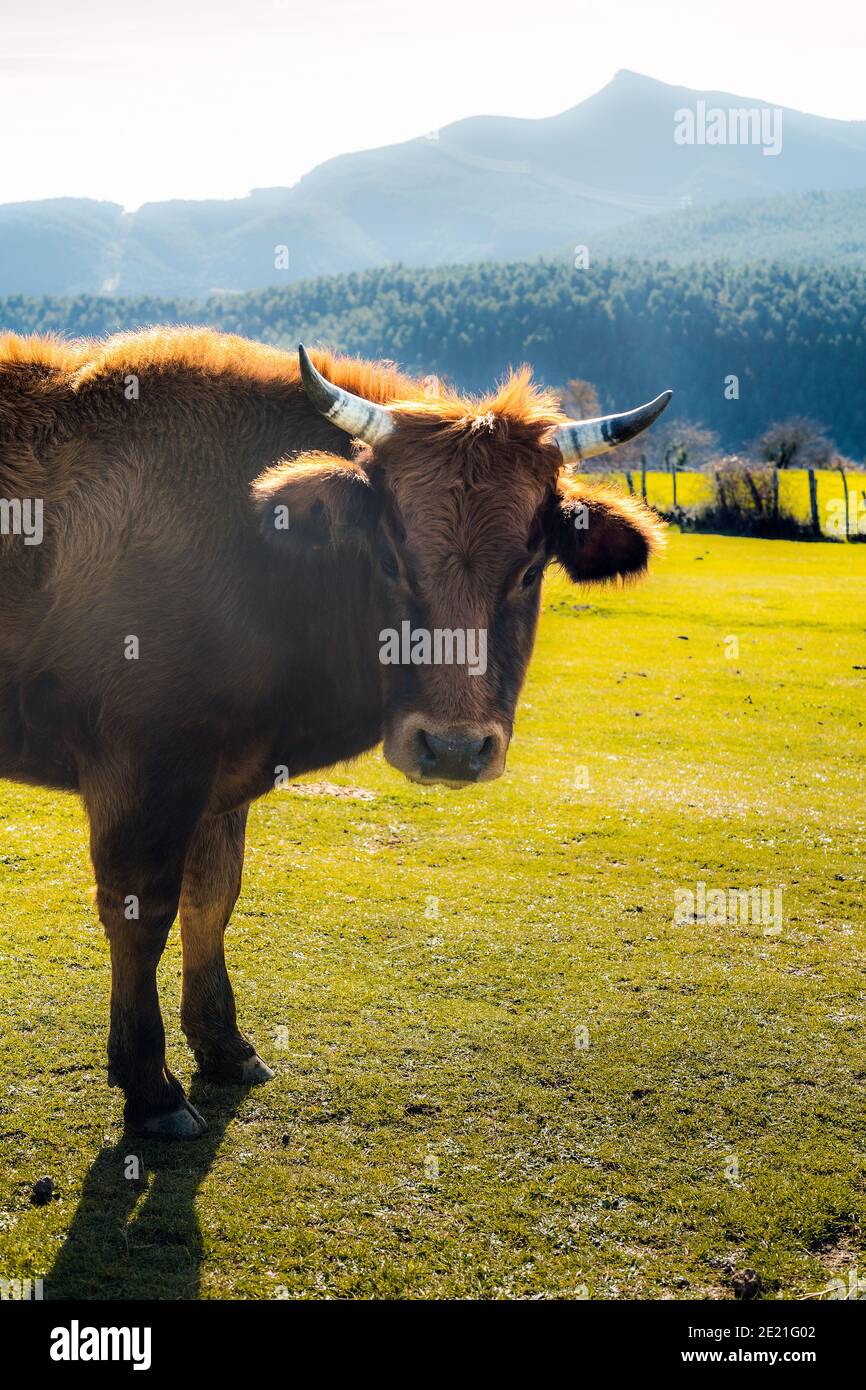 Angry bull farm hi-res stock photography and images - Alamy