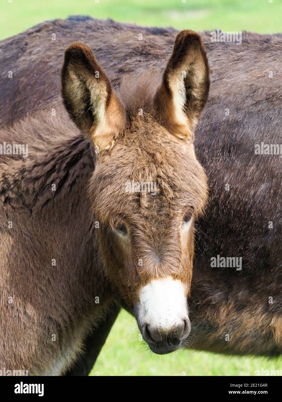 A young cute donkey foal stands along side its mum in a paddock Stock ...