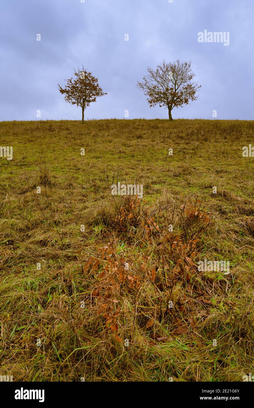 Trees at a moor. Open landscape with a dramatic sky in the background ...