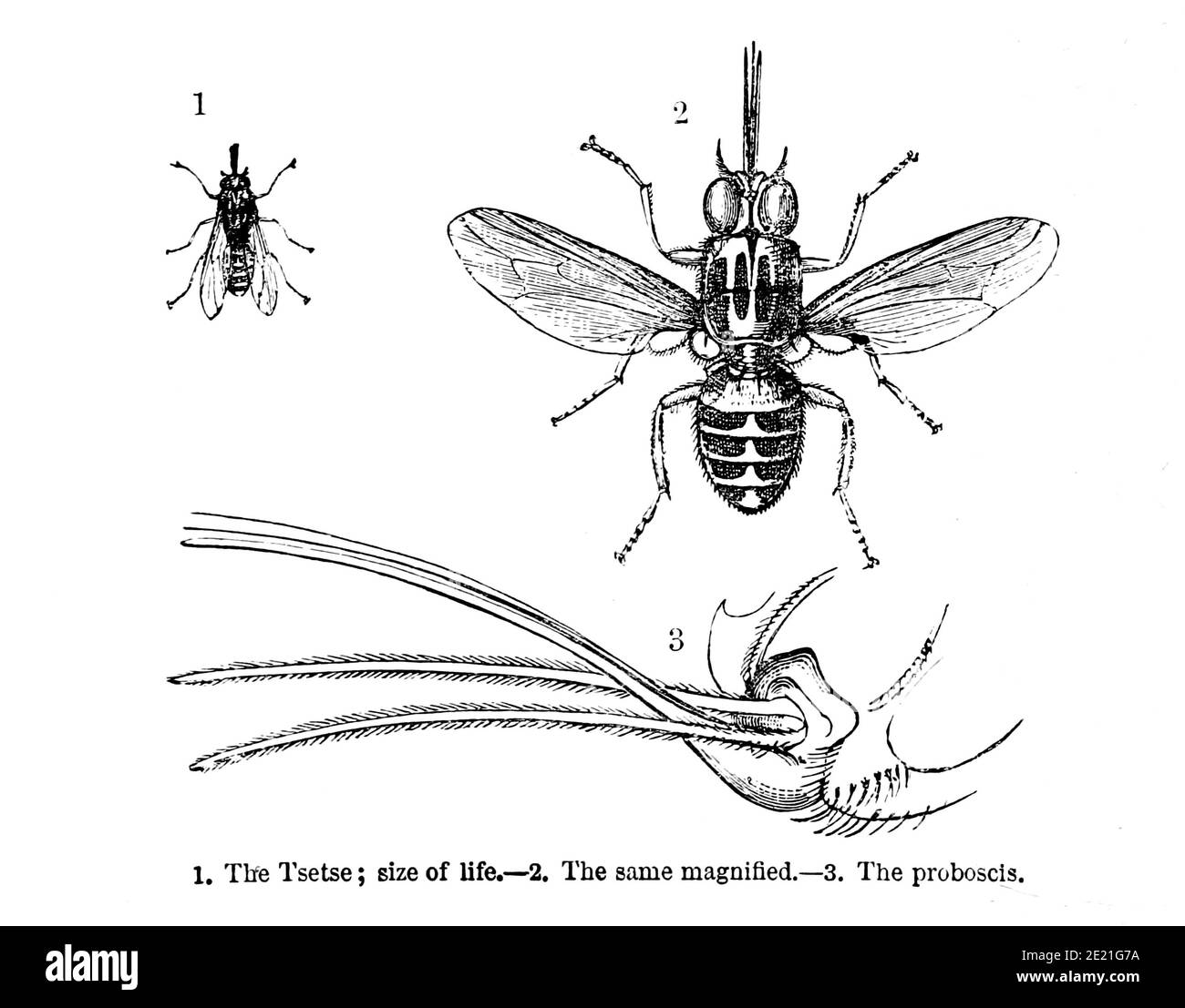 Tsetse Fly Sleeping Sickness
