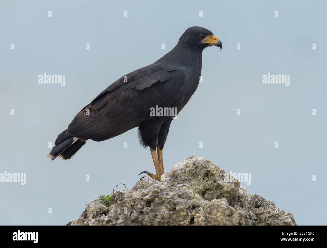 great black hawk, Buteogallus urubitinga, Bocas del Toro, Panama Stock ...