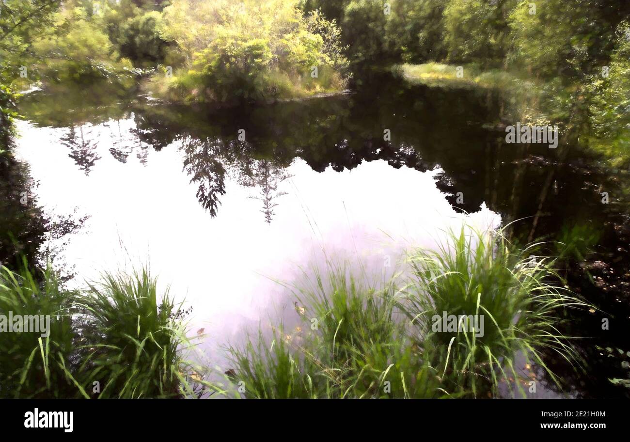 Morass and moor vegetation hi-res stock photography and images - Alamy