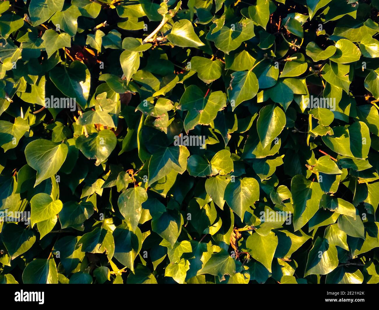 Top view of green ivy leaves Stock Photo - Alamy