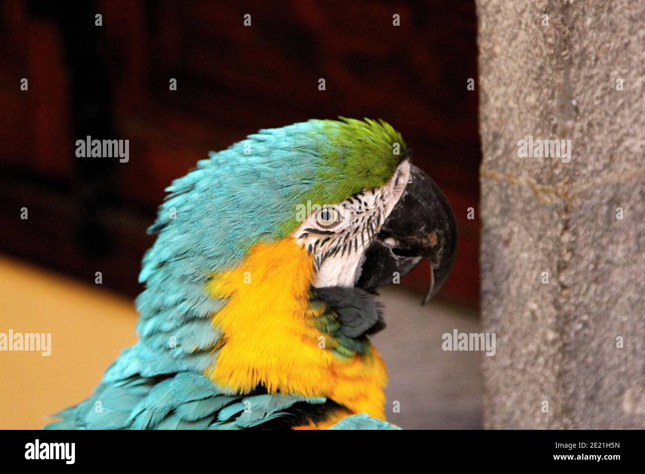 Blue Macaw Parrot at Gran Canaria Island Spain Stock Photo - Alamy