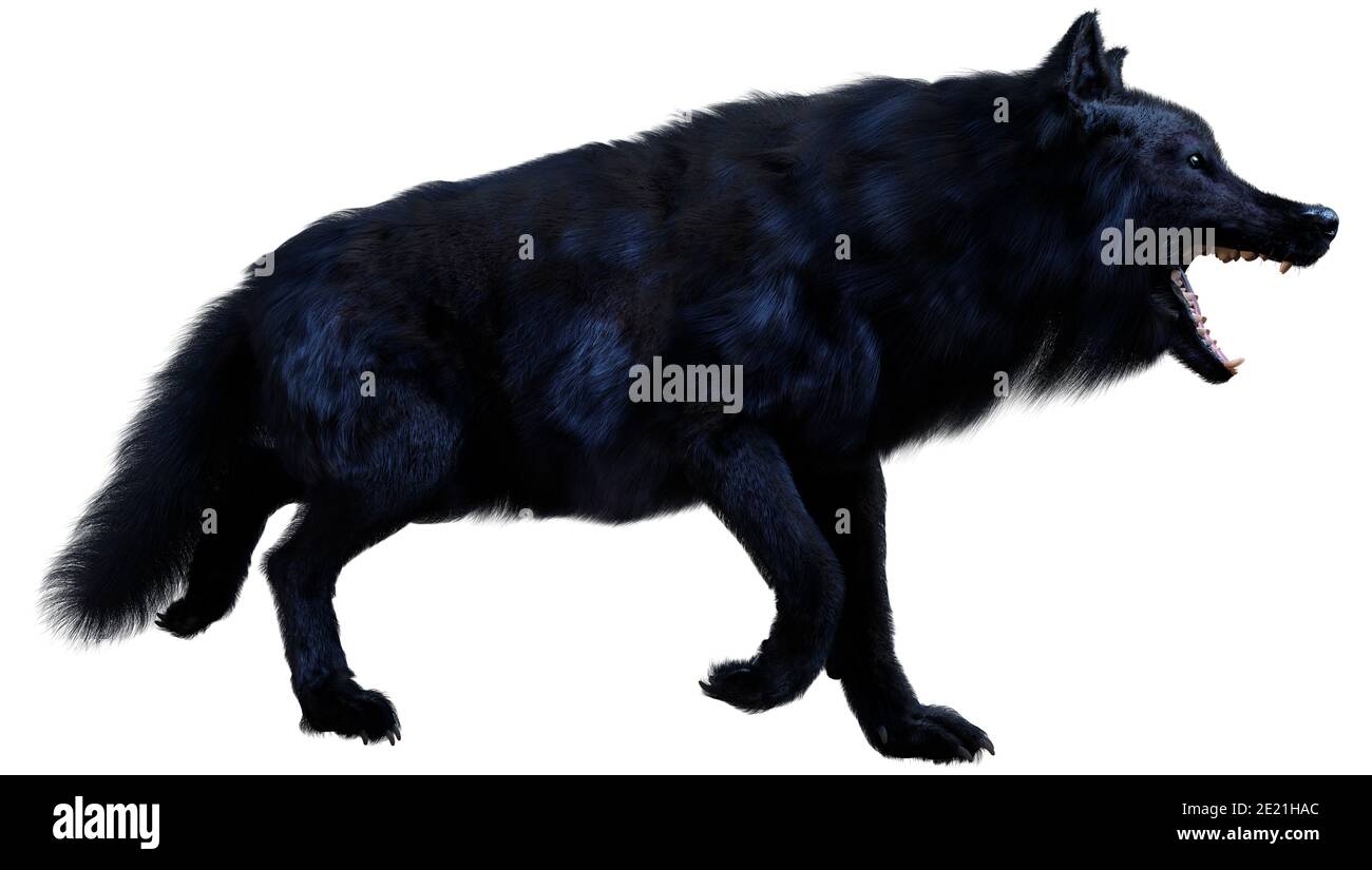 3D rendering of a black wolf isolated on white background Stock Photo ...