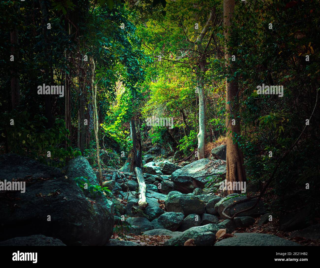 Narrow, stony hiking trail which leads through a forest of deciduous ...