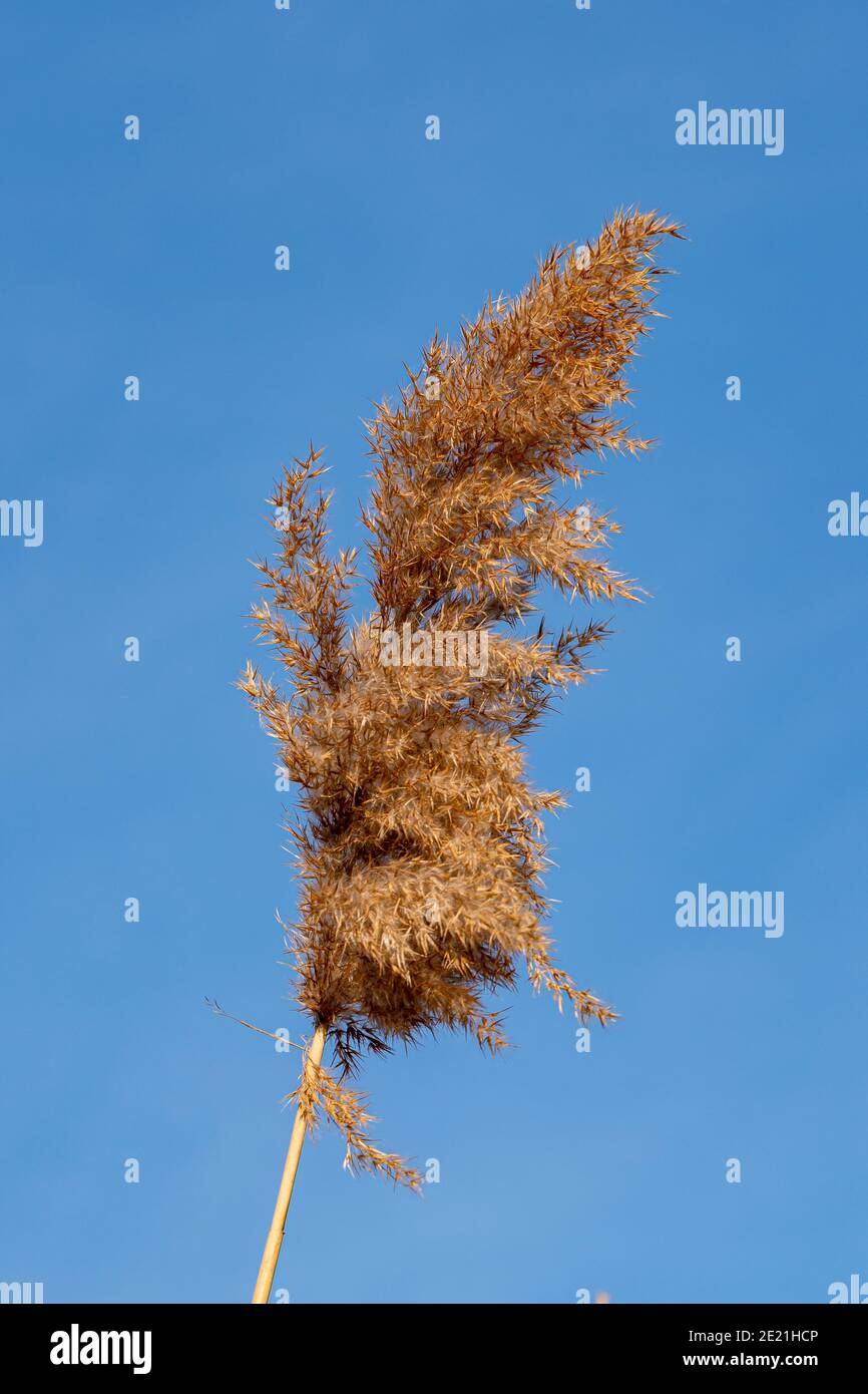 A fluffy reed grass against a blue sky, nature Stock Photo - Alamy