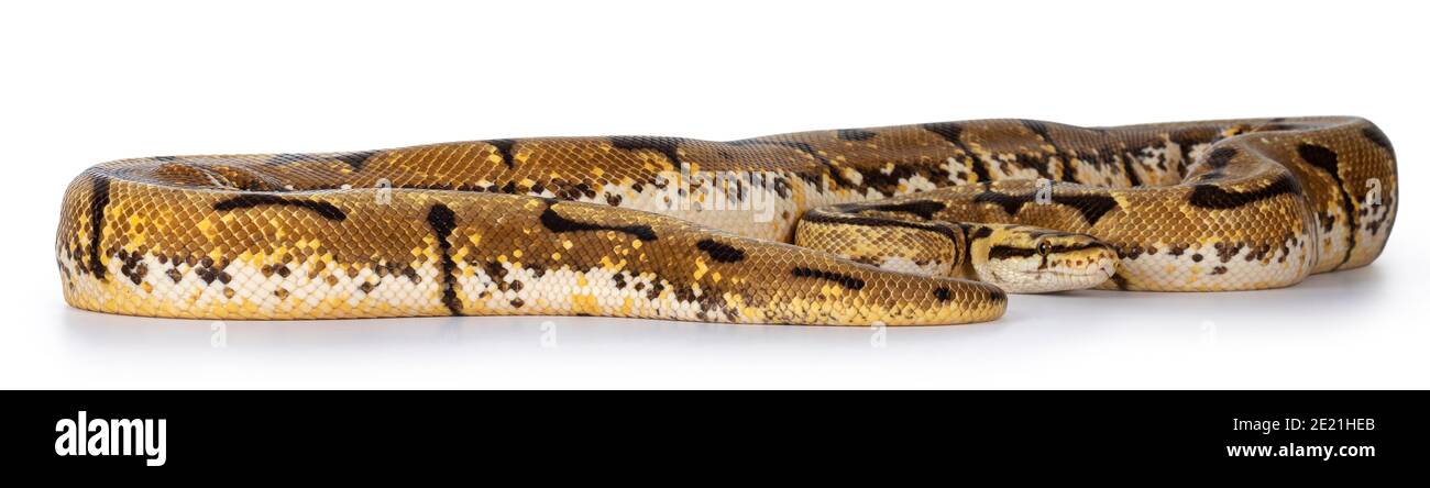 Adult Bumblebee / Pastel Spider Ballpython aka Python regius snake ...