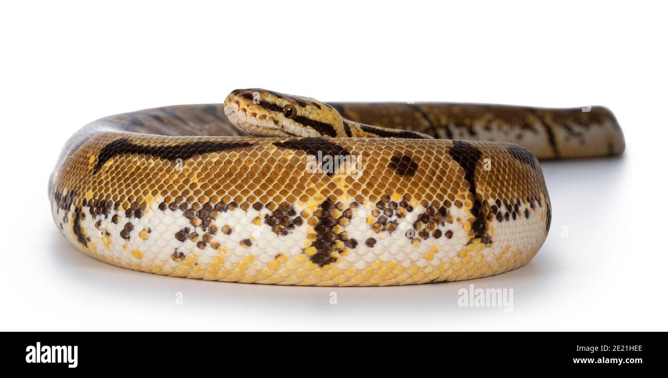 Bumble Bee Ball Python