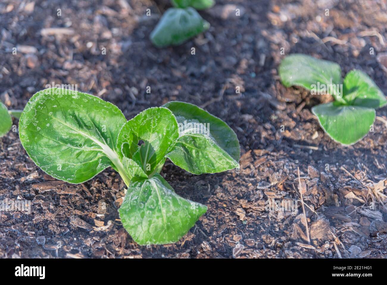 Close-up bok choy in frozen temperature cultivated in Coppell, Texas ...