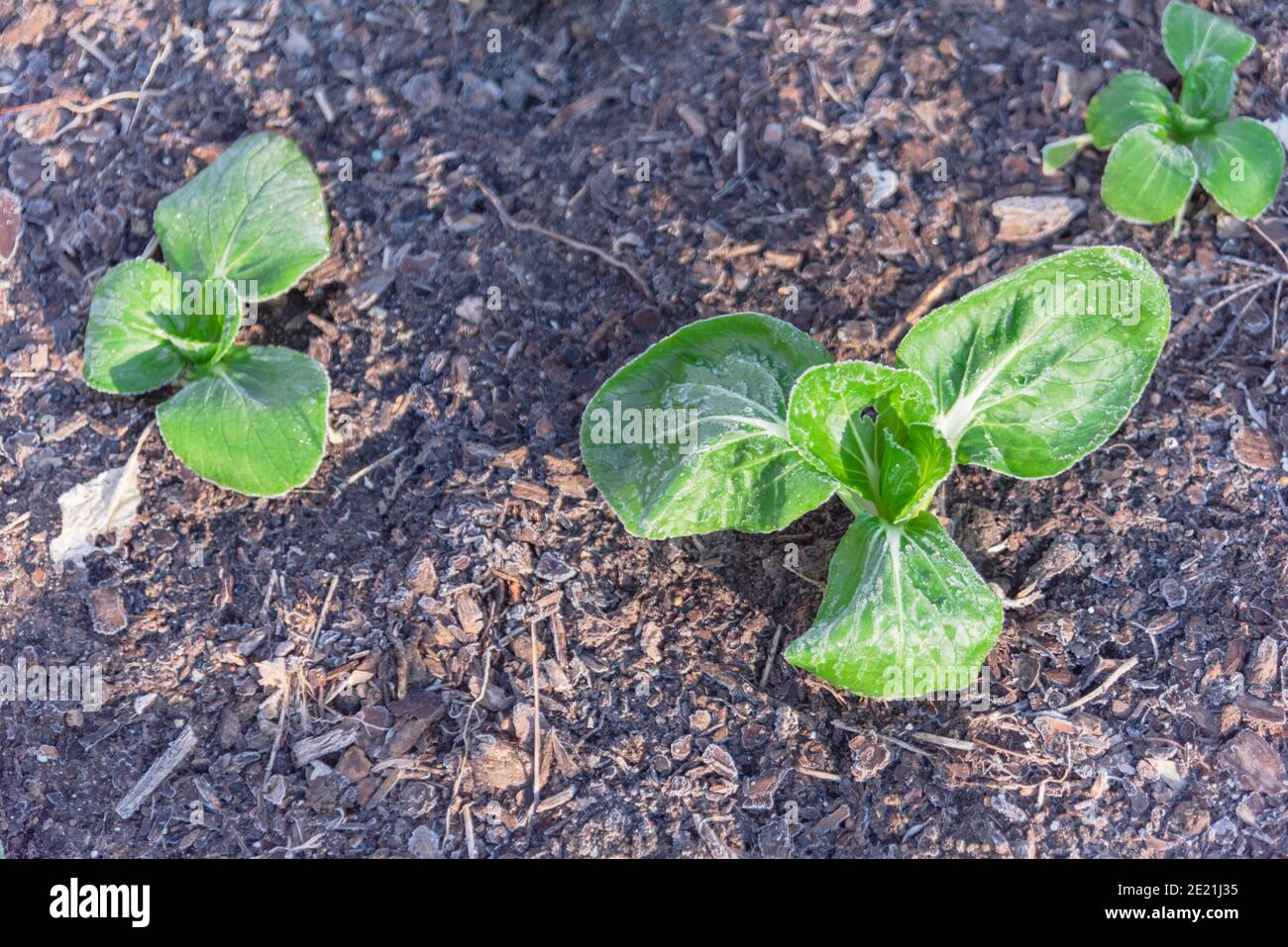 Brassica vegetable allotment garden greens home grown hi-res stock ...