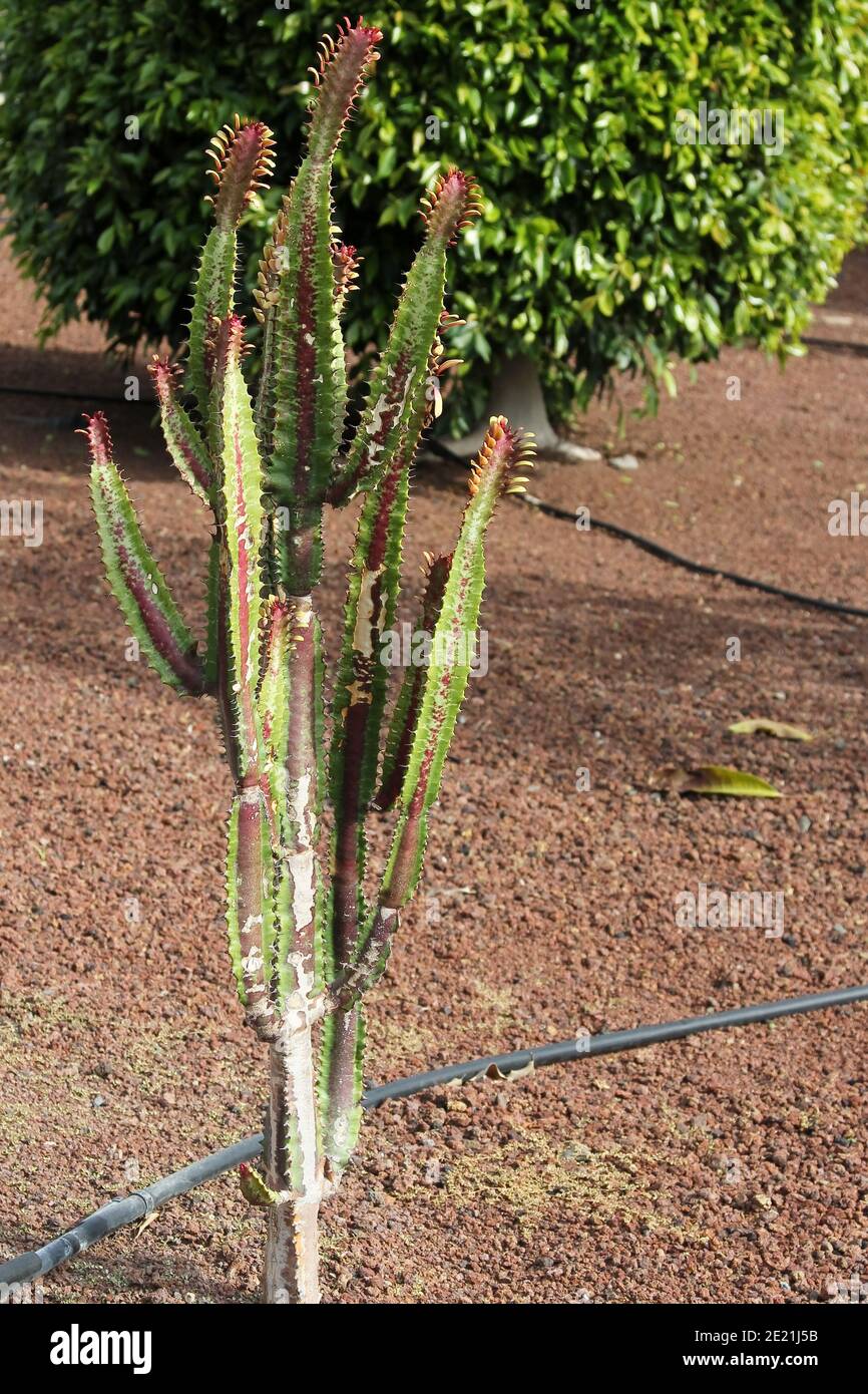 Canary Islands Canaria spurge cactus plant Stock Photo - Alamy
