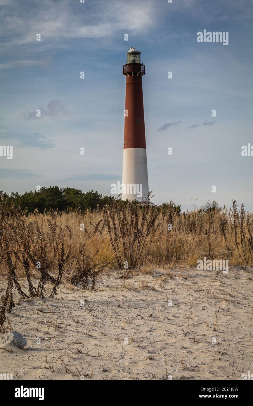 Barnegat Lighthouse, NJ, surrounded by sandy beach and golden wild ...