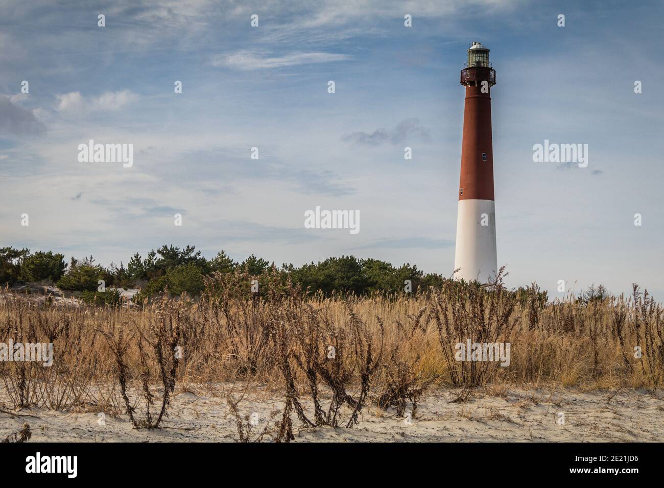 Barnegat Lighthouse, NJ, surrounded by sandy beach and golden wild ...