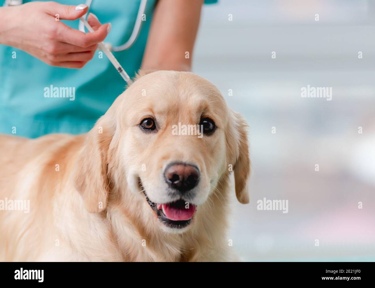 Golden retriever dog getting injection with vaccine during appointment ...