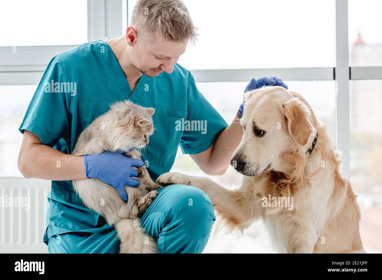 Smiling vet with golden retriever dog and fluffy cat in veterinarian ...