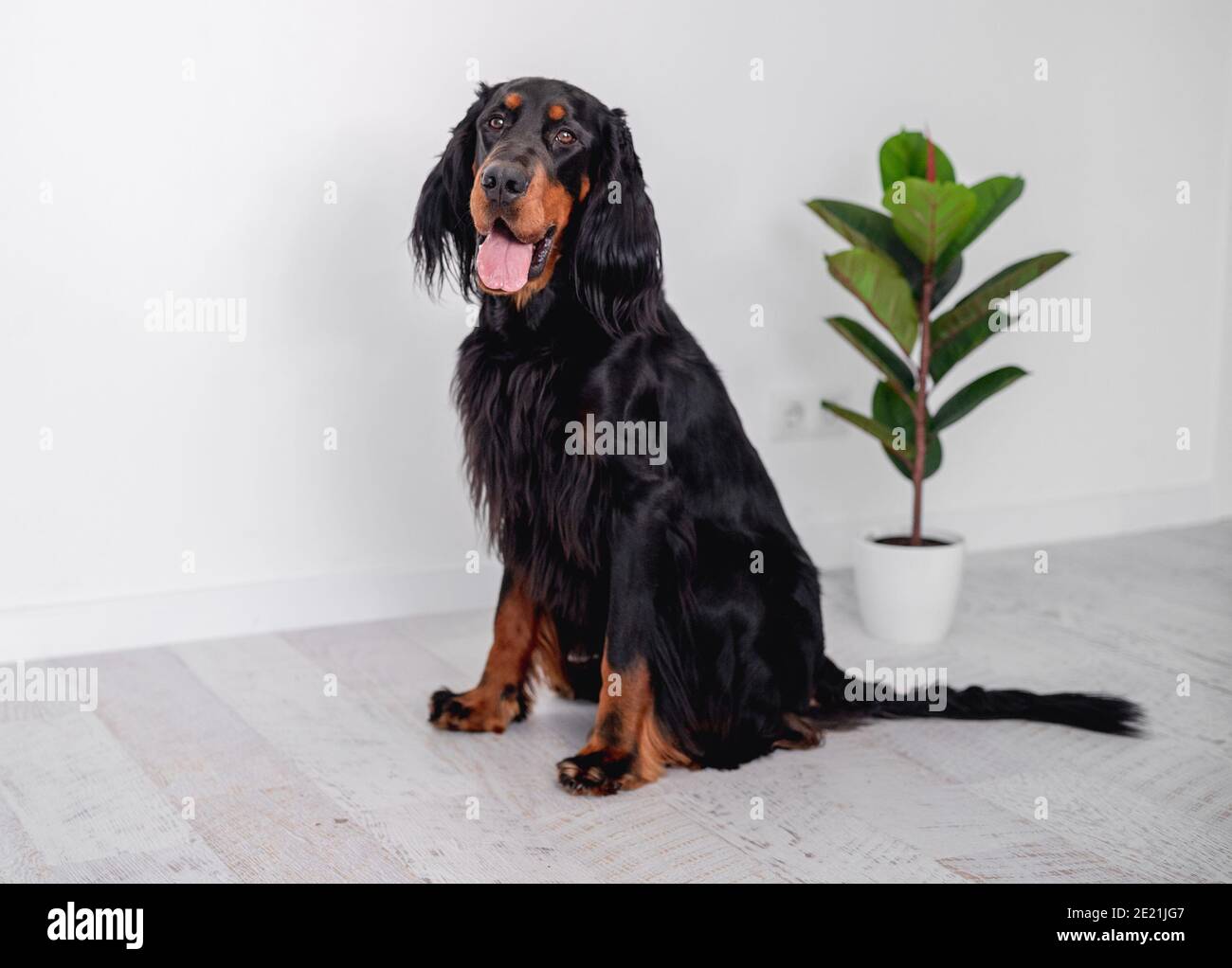 Gordon setter dog sitting on floor near white wall at home Stock Photo ...