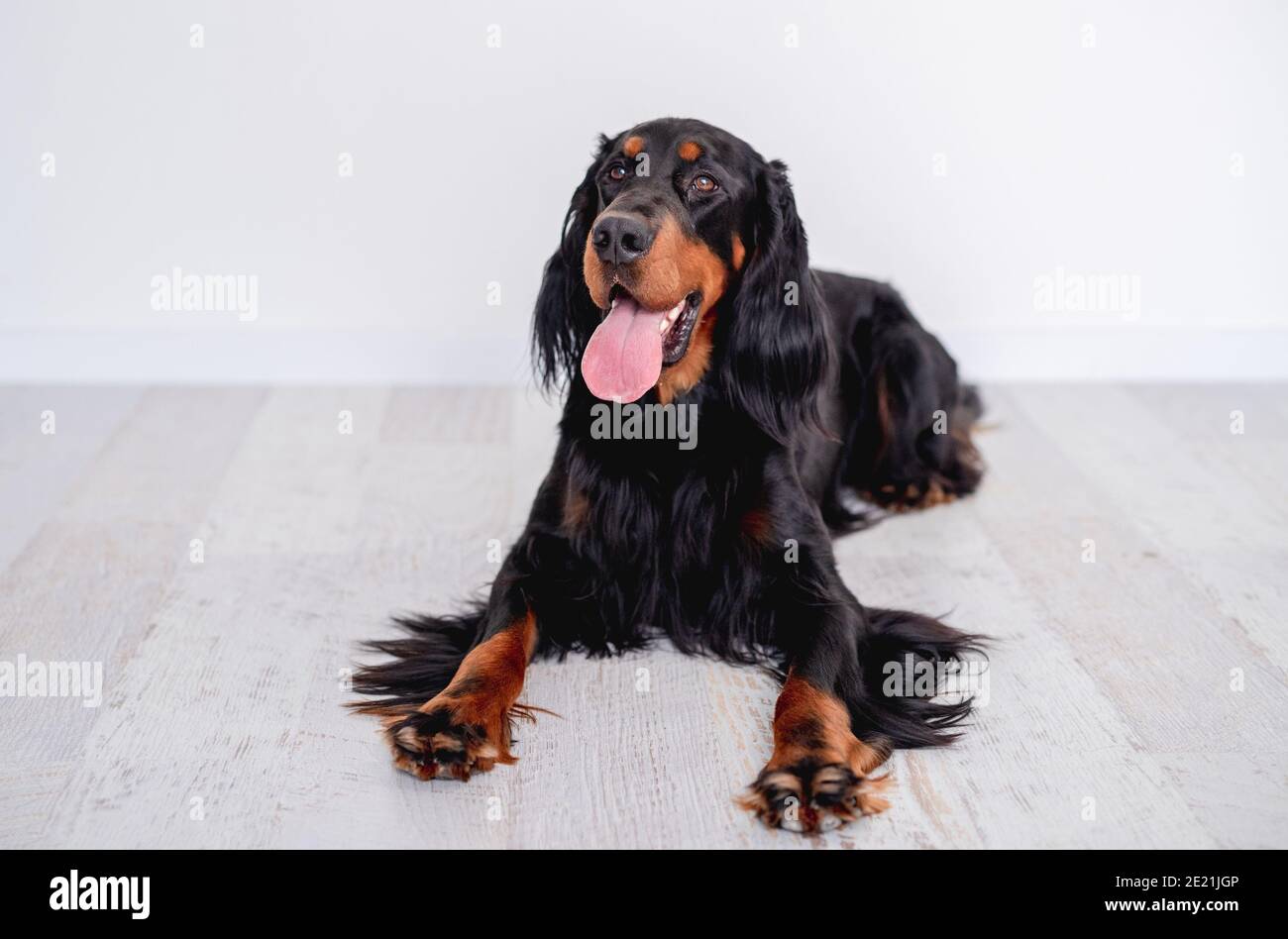 Scottish setter dog resting on floor Stock Photo - Alamy