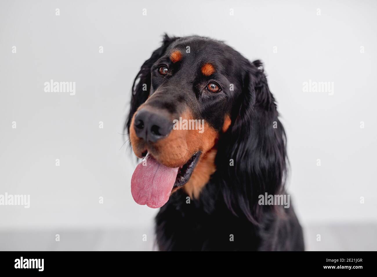 Scottish breed of dog hi-res stock photography and images - Alamy