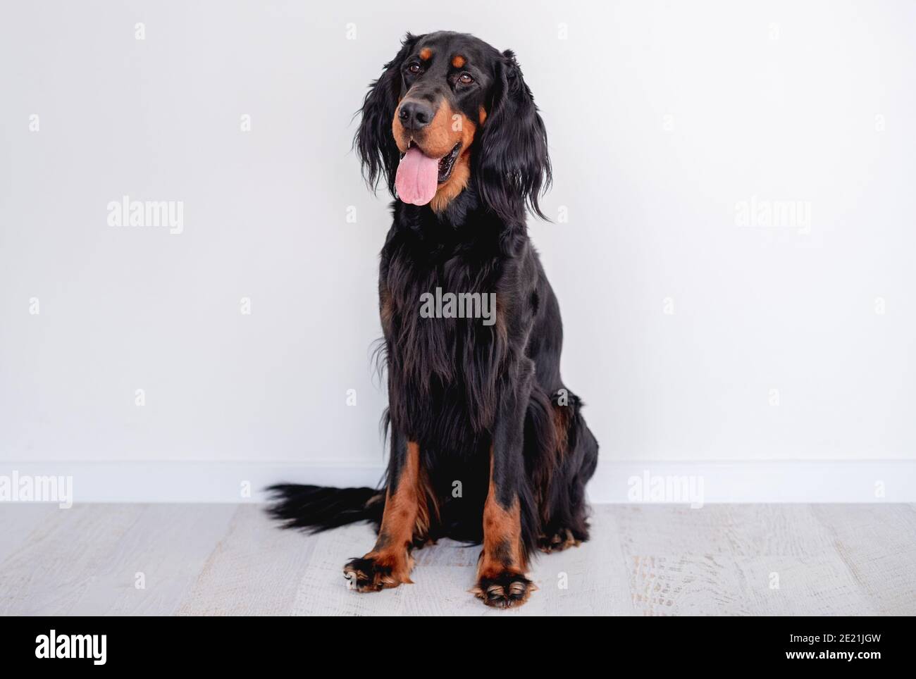 Scottish setter dog with tongue out indoors Stock Photo - Alamy