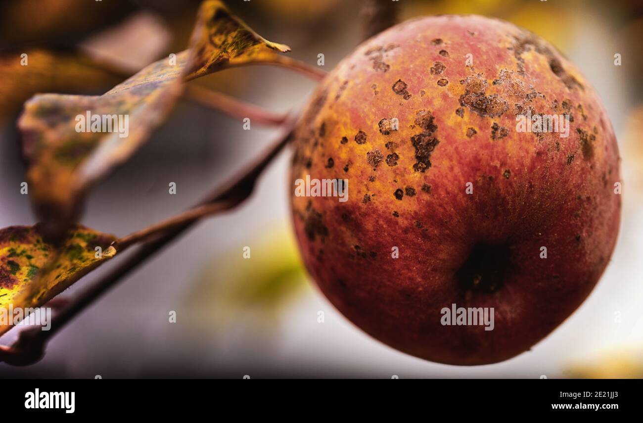 Last spotted old ugly winter apple hanging from a branch with wilted ...