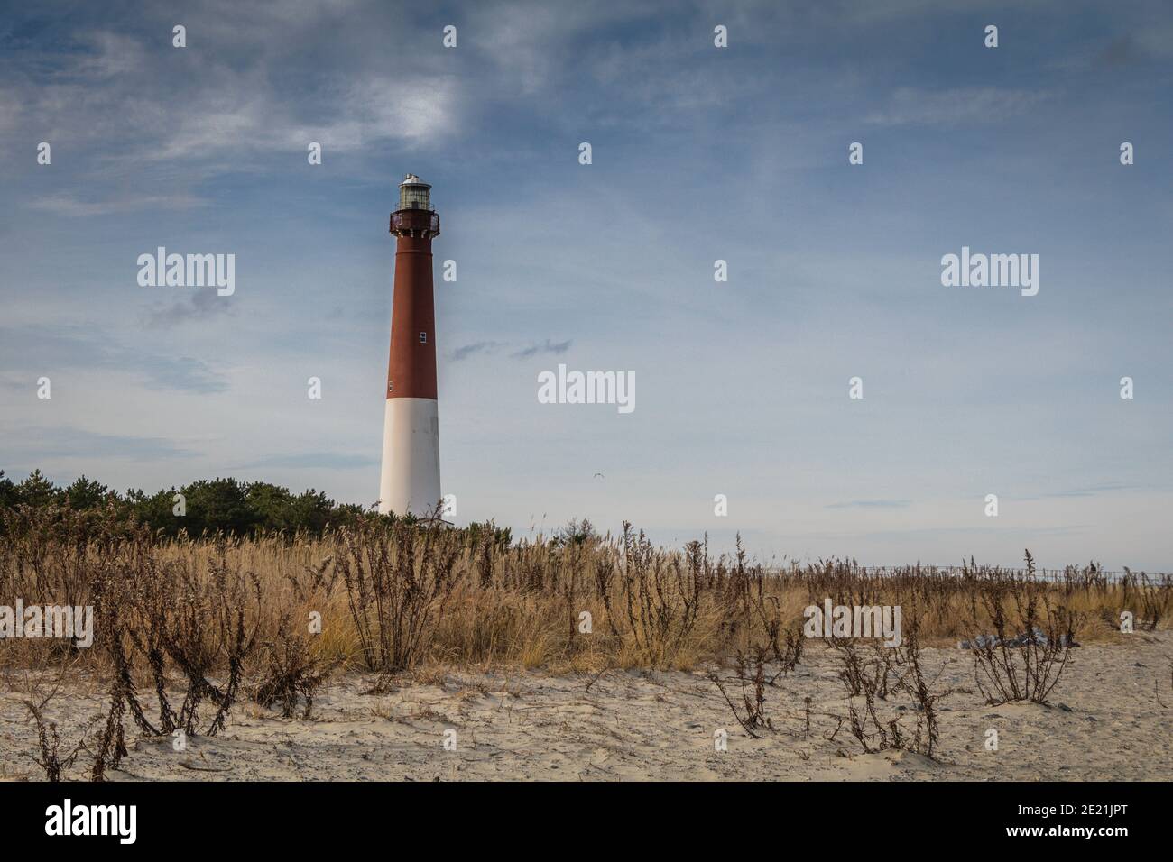 Barnegat Lighthouse, NJ, surrounded by sandy beach and golden wild ...