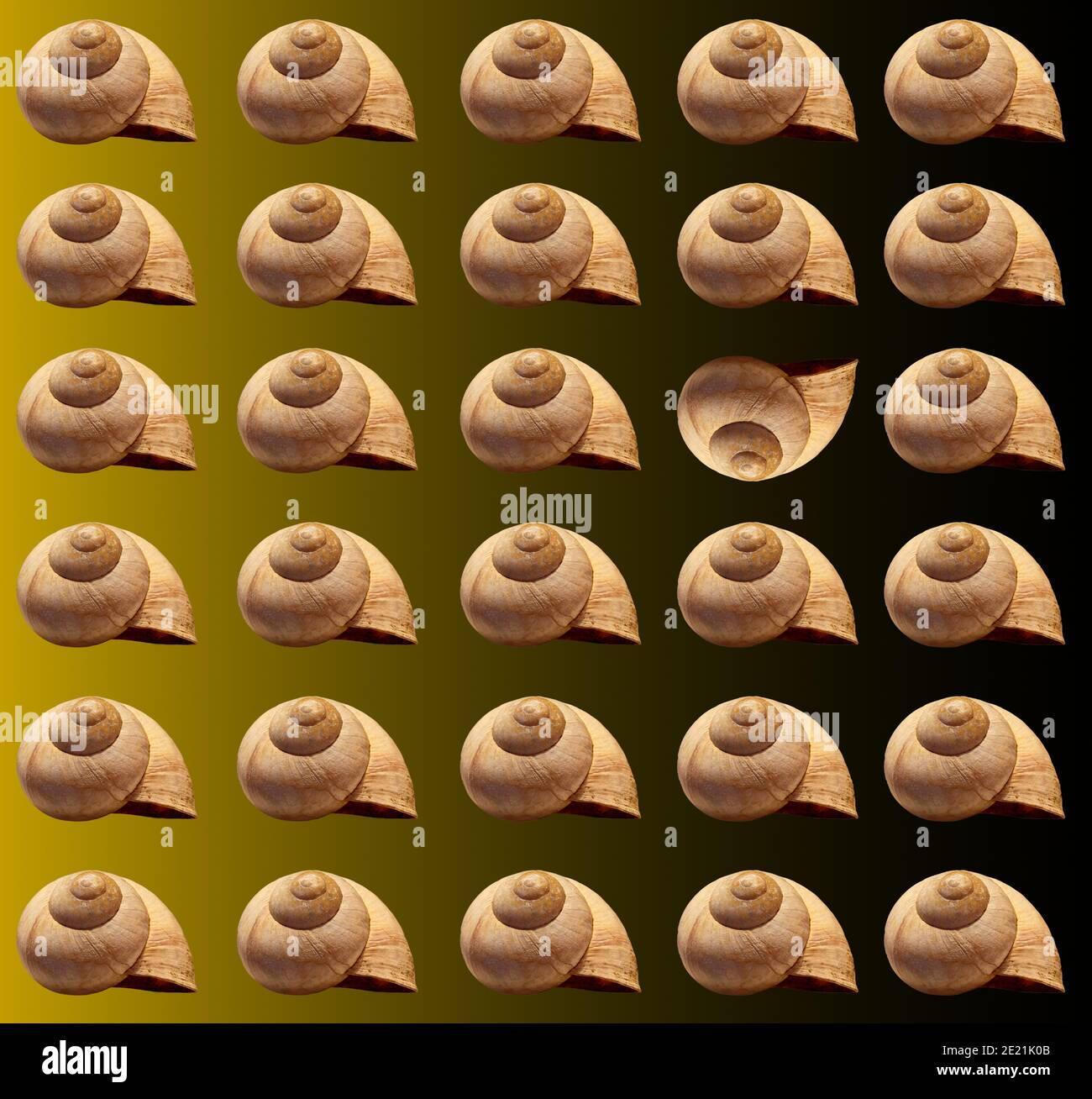 Arrangement of empty snail shells in row with one shell mirrored and ...