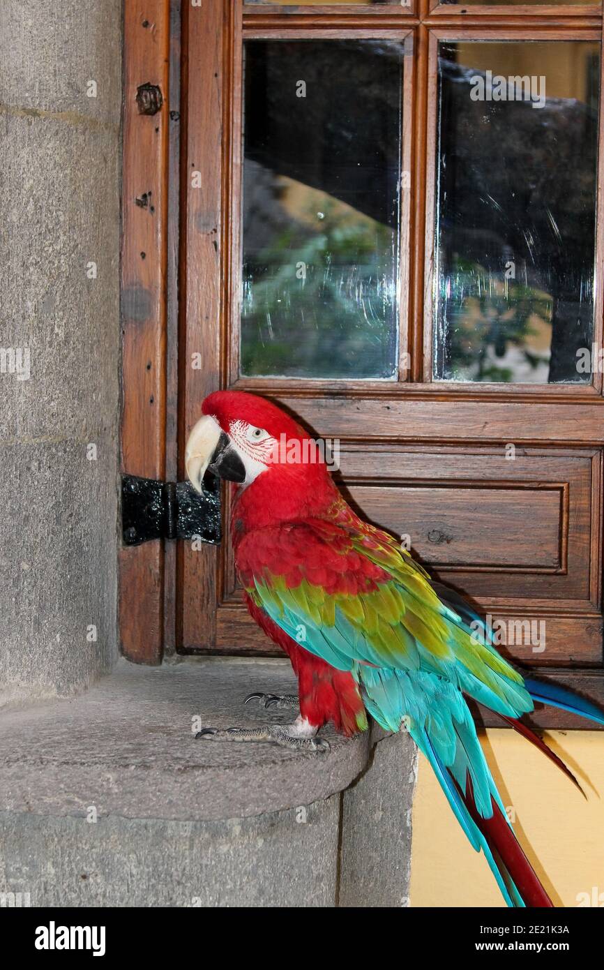 Tropical Bird Red Macaw Parrot Stock Photo - Alamy