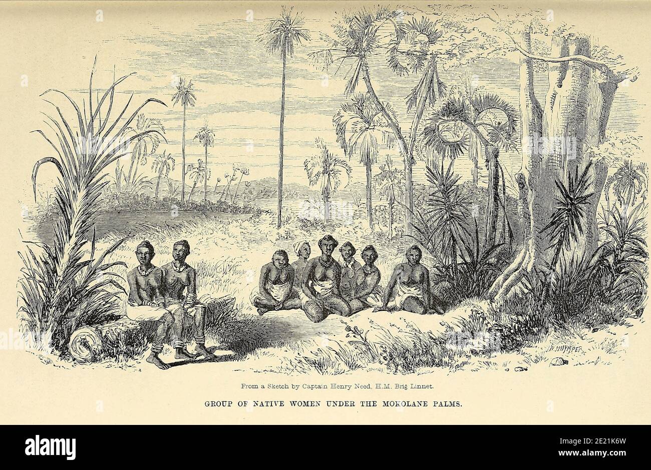 Makalani palm tree hi-res stock photography and images - Alamy