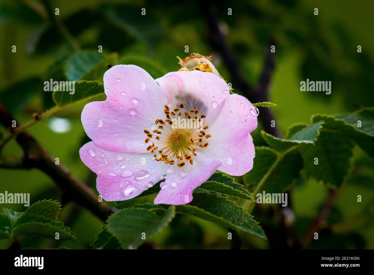 White rose county hi-res stock photography and images - Alamy